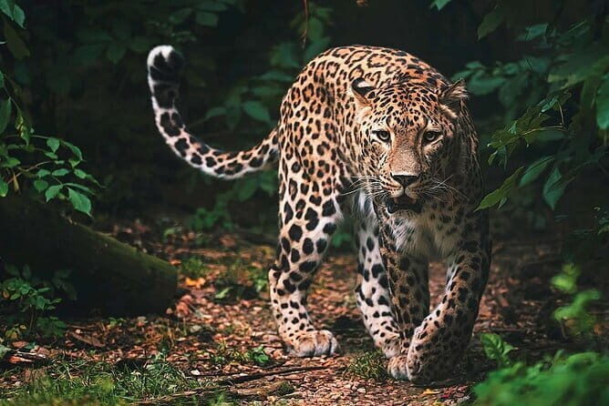 Wilpattu National Park | Private Safari - The Practicalities: Logistics and Tips