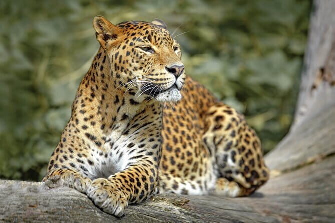 Wilpattu National Park | Private Safari - The Sum Up