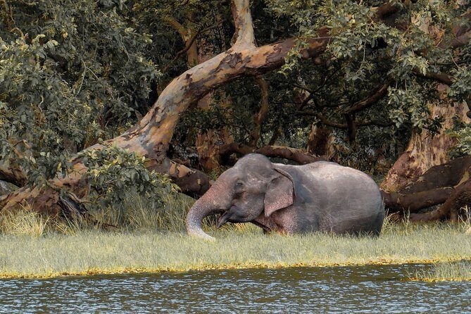 Wilpattu National Park Private Safari - Exploring the Wilpattu National Park Private Safari: A Comprehensive Review