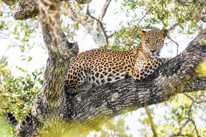 Wilpattu National Park Private Safari - Key Points
