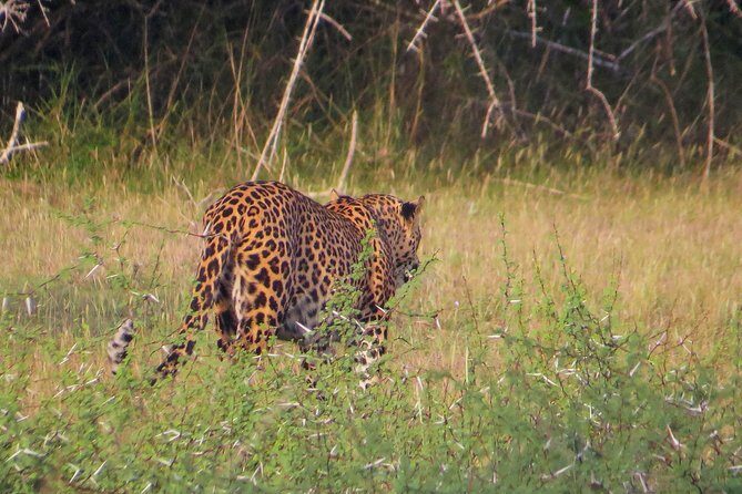 Wilpattu National Park Private Safari - FAQs