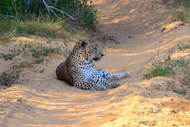 Wilpattu National Park Private Safari (All Inclusive) From Kandy - Wilpattu’s Wildlife & Biodiversity