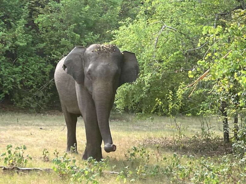 Wilpattu National Park: Private Safari - The Experience: From the Comfort of Your Jeep