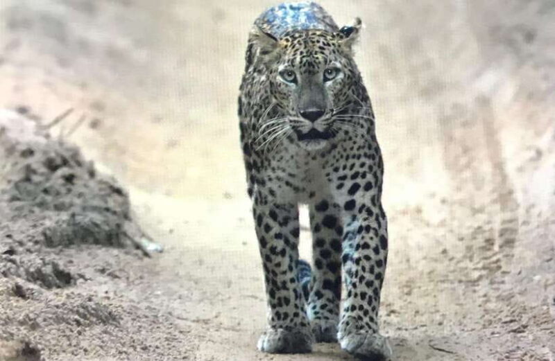 Wilpattu National Park: Private Safari - Value for Money: Is It Worth It?