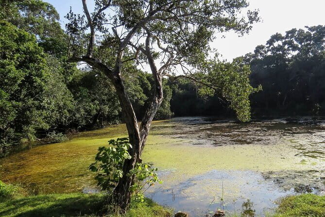 Wilpattu National Park Safari from Kandy - Key Points