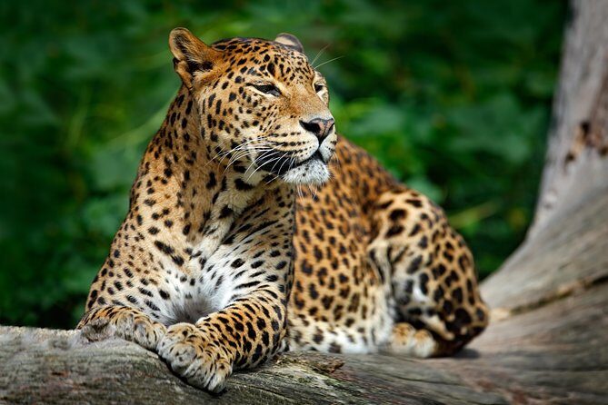 Wilpattu National Park Safari from Negombo - Key Points