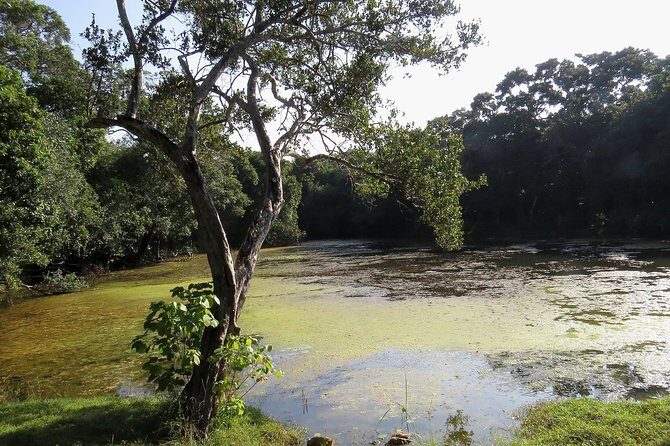 Wilpattu National Park Safari from Negombo - Introduction: Who Would Love This Tour?