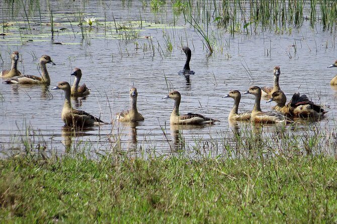 Wilpattu National Park Safari from Negombo - The Cost and Value Proposition