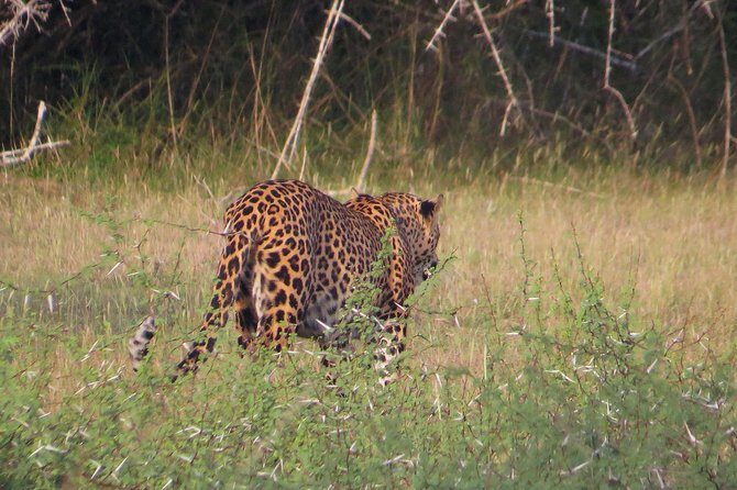 Wilpattu National Park Safari from Negombo - Authentic Experiences and What You’ll Take Away