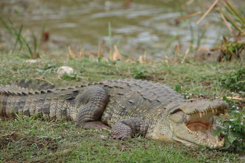 Wilpattu National Park Safari Guided by NATURALIST / RANGER - The Price and What You Receive