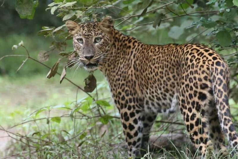 Wilpattu National Park Safari Jeep Tour - What Makes Wilpattu Special?