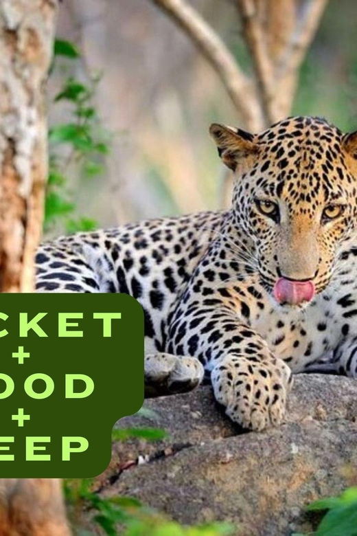 Wilpattu National Park Safari Jeep Tour - Comfort, Convenience, and Practical Details