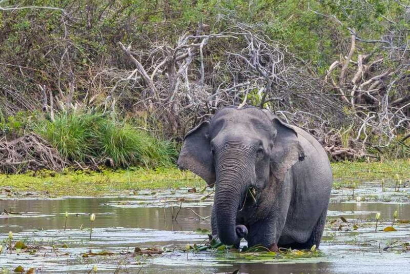 Wilpattu National Park Safari Jeep Tour - Authentic Experiences and Genuine Service
