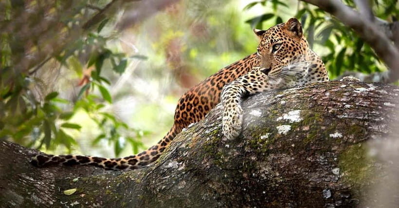 Wilpattu National Park Safari : Private 4x4 Jeep Safari - Key Points