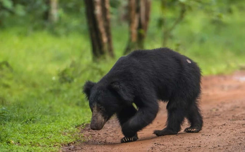 Wilpattu National Park Safari : Private 4x4 Jeep Safari - An Introduction to Wilpattu Safari: What to Expect