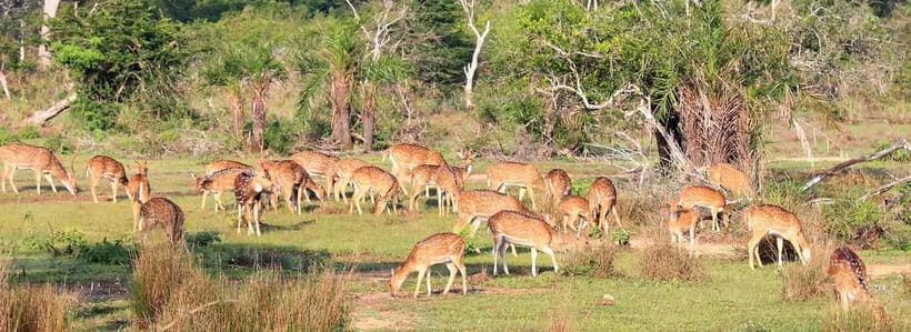 Wilpattu National Park Safari : Private 4x4 Jeep Safari - Wildlife in Focus: What You Might Encounter