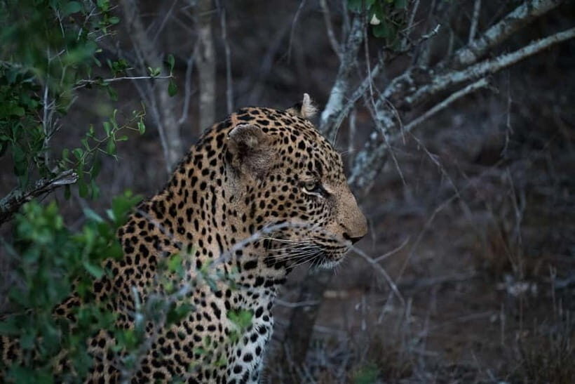 Wilpattu National Park Safari : Private 4x4 Jeep Safari - Why This Safari Stands Out