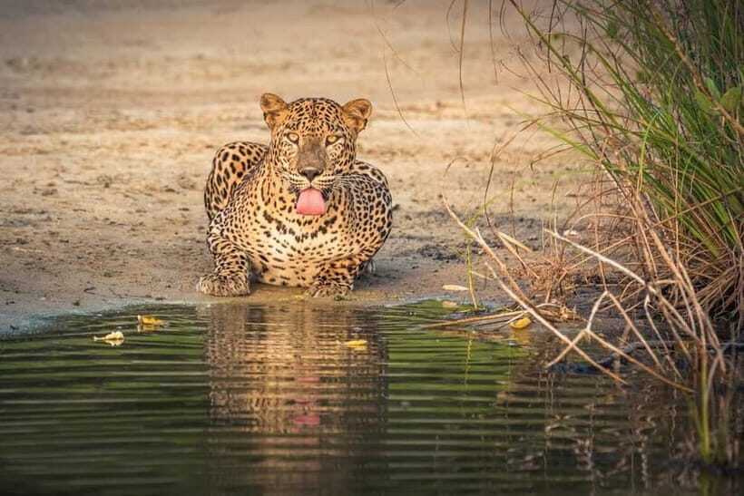 Wilpattu National Park Safari : Private 4x4 Jeep Safari - Frequently Asked Questions