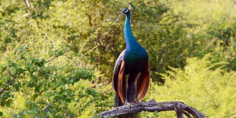 Wilpattu National Park Safari Tour from Colombo - Key Points