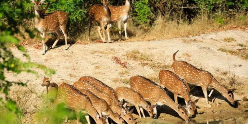 Wilpattu National Park Safari Tour from Colombo - Who Will Love This Tour?