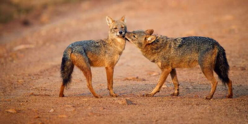 Wilpattu National Park Safari Tour from Colombo - Cost and Value