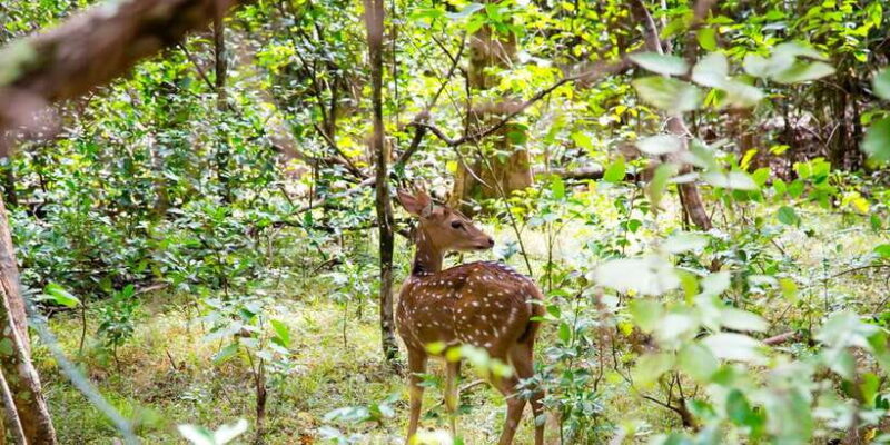 Wilpattu National Park Safari Tour from Colombo - Authentic Encounters and Honest Reviews