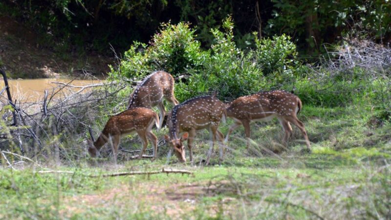 Wilpattu National Park Safari Tour from Dambulla - Who Will Love This Experience?
