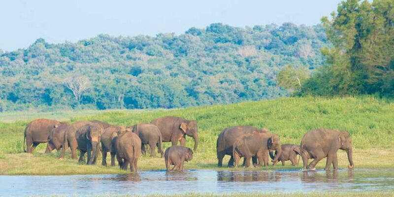 Wilpattu National Park Safari Tour from Kandy - The Itinerary: What to Expect