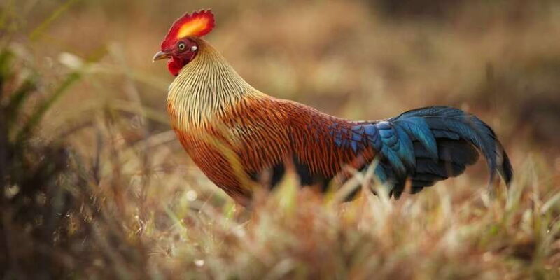 Wilpattu National Park Safari Tour from Kandy - Wildlife Highlights: What You Might See