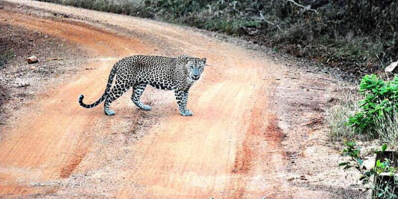 Wilpattu National Park Safari Tour from Kandy - Practical Considerations: Logistics and Value