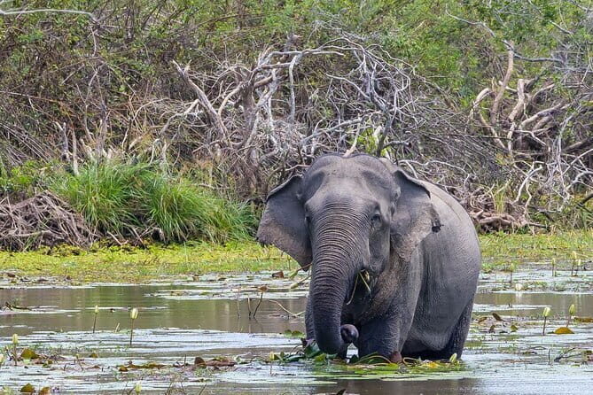 Wilpattu National Park safari with Hotel Transfers, jeep, tickets - What Makes This Safari Special?