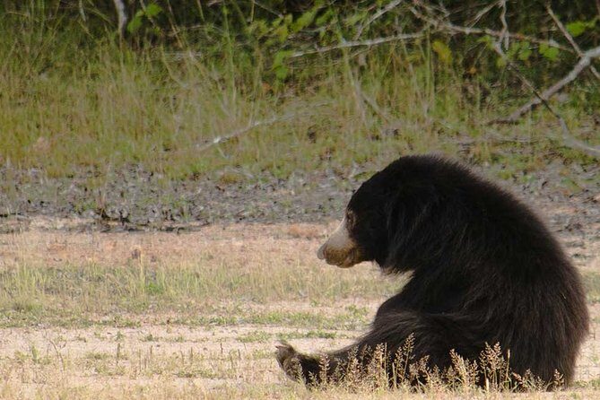 Wilpattu National Park Safari with Naturalist - Key Points