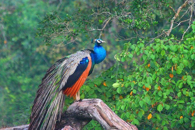 Wilpattu National Park Safari with Naturalist - What’s Included and What’s Not