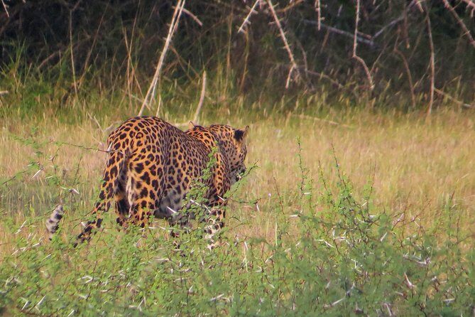 Wilpattu National Park Safari with Naturalist - The Wildlife Experience: What You Might See