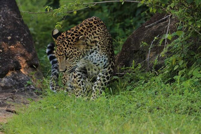 Wilpattu National Park Safari with Pigeon Island Tours - Who Would Benefit Most From This Tour?
