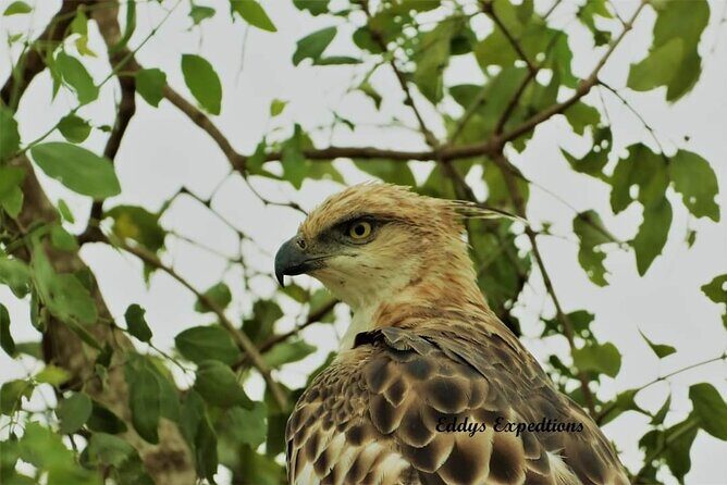 Wilpattu National Park Safari with Pigeon Island Tours - The Sum Up