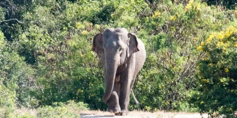 Wilpattu National park with Safari jeep & Entrance ticket - What Makes This Tour Stand Out?