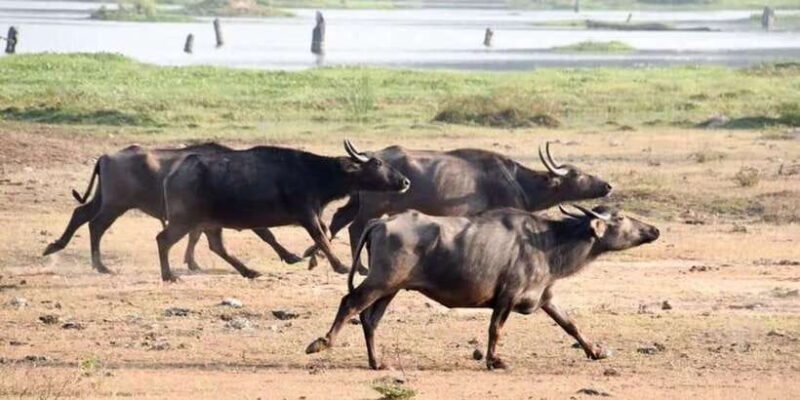 Wilpattu National park with Safari jeep & Entrance ticket - Who Should Consider This Tour?