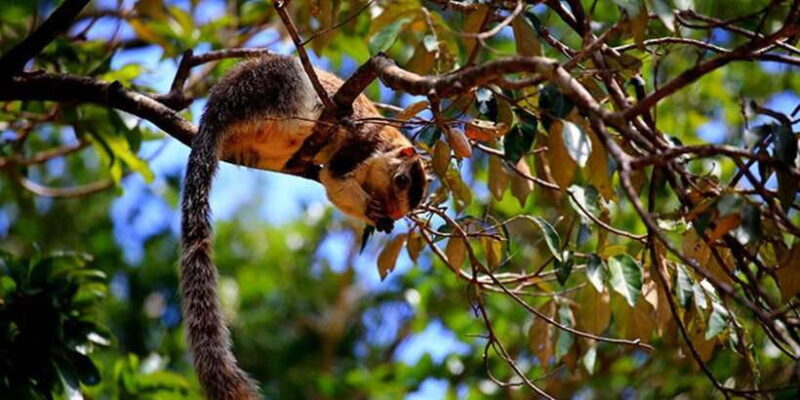 Wilpattu National park with Safari jeep & Entrance ticket - Final thoughts