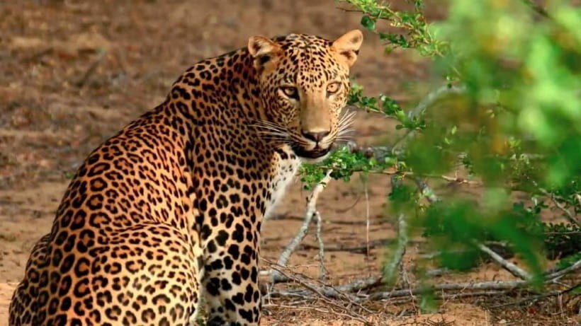 Wilpattu: Private Safari Day Trip with Lunch & Entry Fees - Key Points