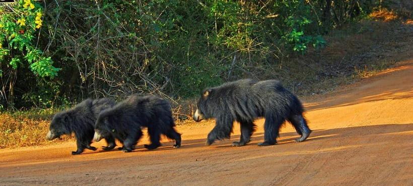 Wilpattu: Private Safari Day Trip with Lunch & Entry Fees - An In-Depth Look at the Wilpattu Safari Experience