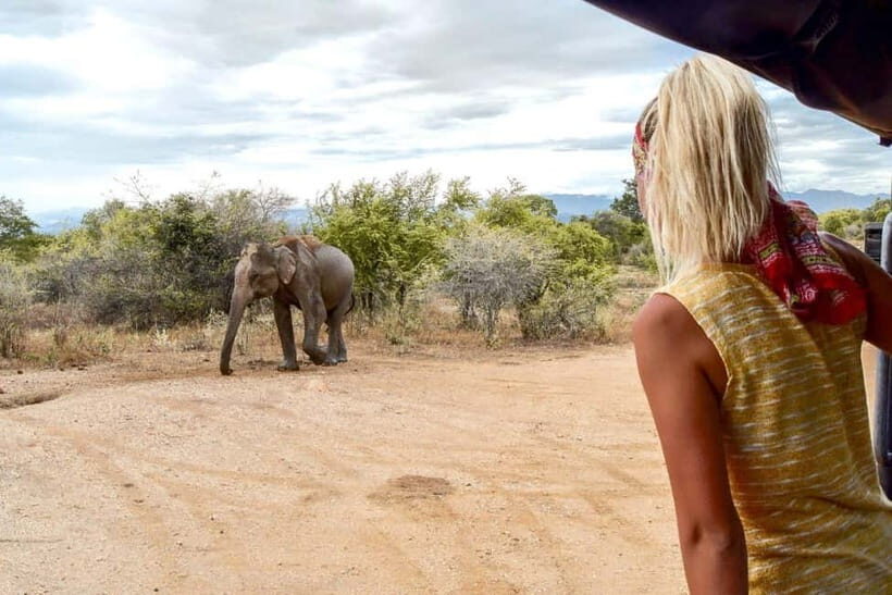 Wilpattu: Private Safari Day Trip with Lunch & Entry Fees - Final Thoughts
