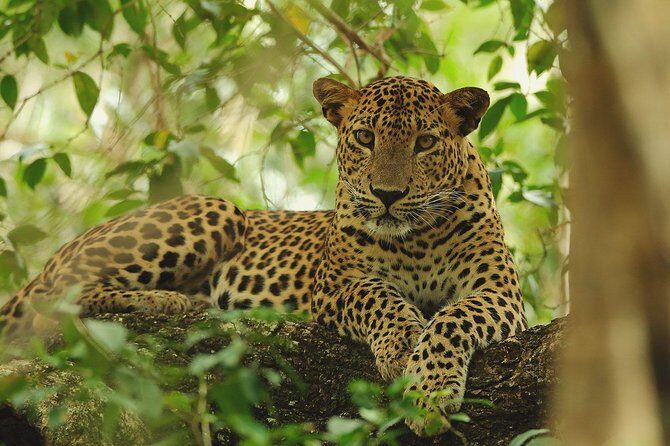 Wilpattu Safari Drive From Trincomalee, Nilaveli & Suburbs - An In-Depth Look at the Wilpattu Safari Drive Experience