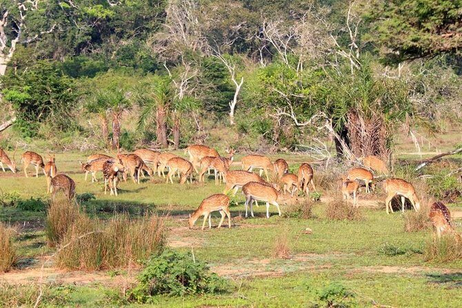 Wilpattu Safari Drive From Trincomalee, Nilaveli & Suburbs - Frequently Asked Questions (FAQs)