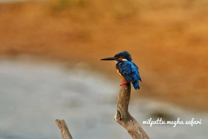 Wilpattu Safari tour from Negombo - An Honest Look at the Wilpattu Safari Experience