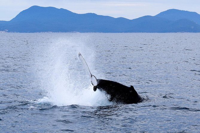 Wilsons Prom Whale Cruise - Key Points