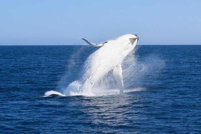 Wilsons Prom Whale Cruise - The Itinerary: What to Expect