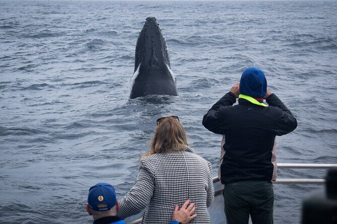 Wilsons Prom Whale Cruise - What Recent Travelers Say