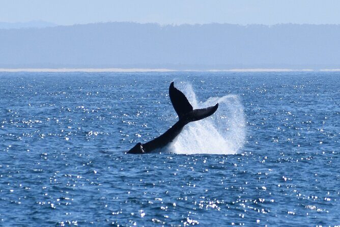 Wilsons Prom Whale Cruise - Frequently Asked Questions