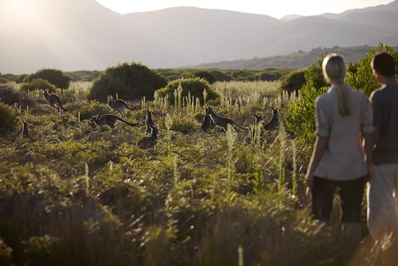 Wilsons Promontory National Park Full-Day Eco Tour - The Value Proposition
